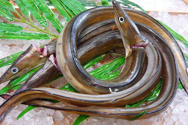 懐石処 恩沢 ‐おんたく‐ | 秀逸な食材と熟練技術の融合が起こす変化 | Grande（グランデ） - 国内130棟超のシェア別荘型リゾート会員権