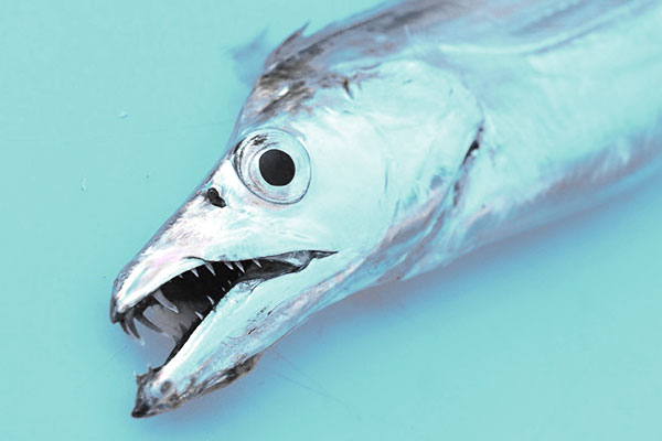 懐石処 恩沢 ‐おんたく‐ | 秀逸な食材と熟練技術の融合が起こす変化 | Grande（グランデ） - 国内130棟超のシェア別荘型リゾート会員権